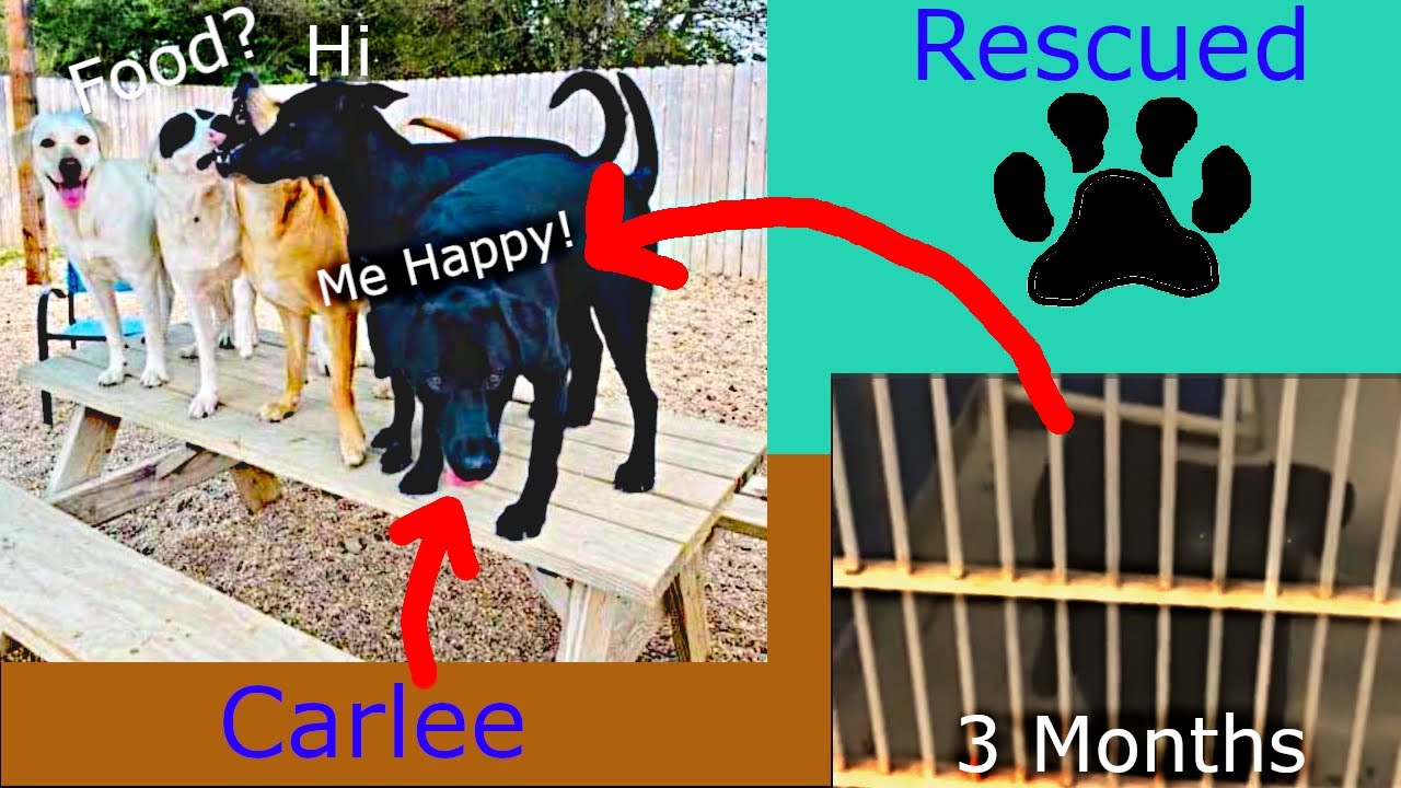 WE RESCUED A PUPPY DOG NAMED CARLEE! - YouTube
