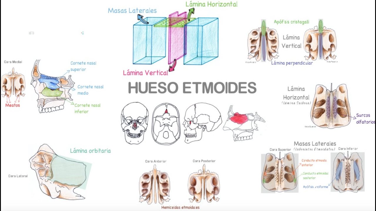 Anatomía Del Hueso Etmoides Hueso Etmoides