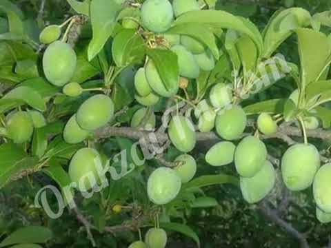 Natural Beauty Of District Orakzai - YouTube