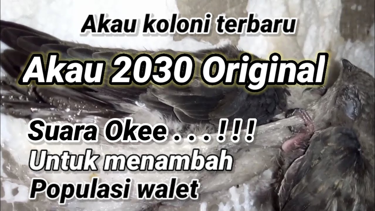 AKAU 2030 ORIGINAL, suara inap akau koloni, suara inap walet terbaik ...