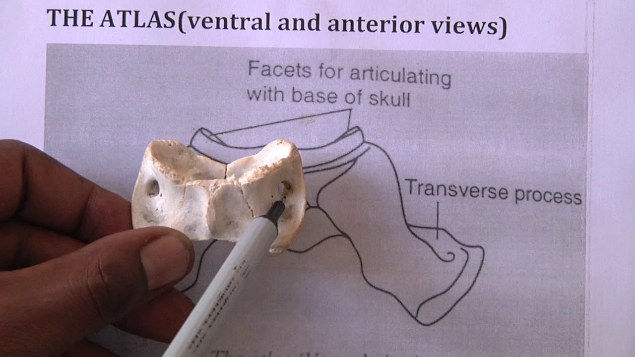 THE ATLAS (VENTRAL AND ANTERIOR VIEWS) - YouTube