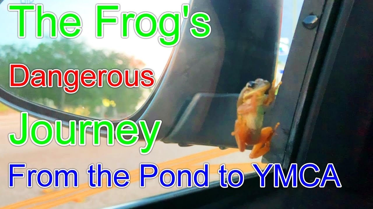 The frog's dangerous journey from the pond to YMCA. July, 2023 - YouTube