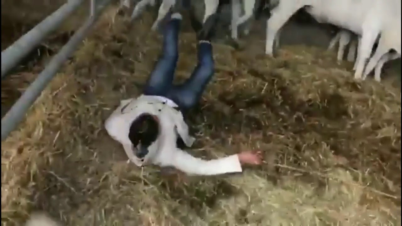 COW KICK (RONG VIDS) FUNNY - YouTube