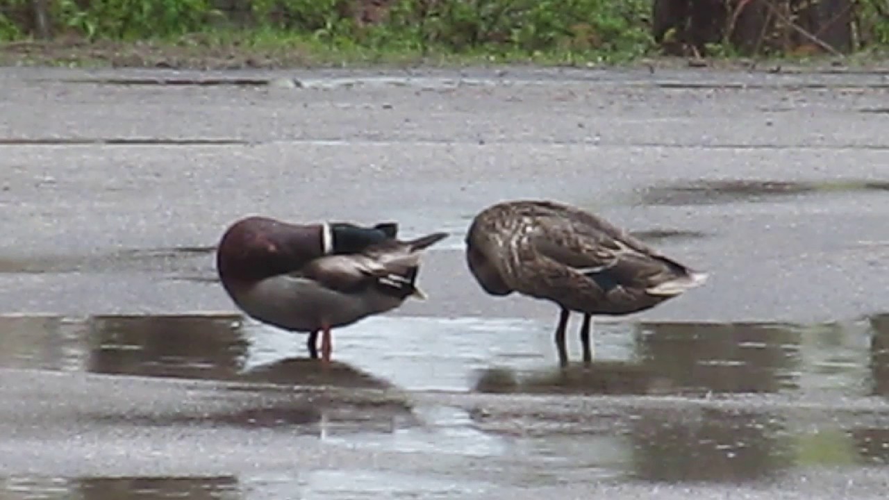 Mallard Ducks at Kallock Terrace in Saco, Maine - YouTube