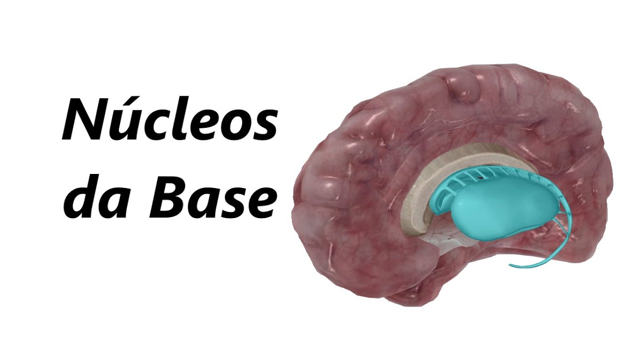 Anatomia dos Núcleos da Base em 3D - YouTube