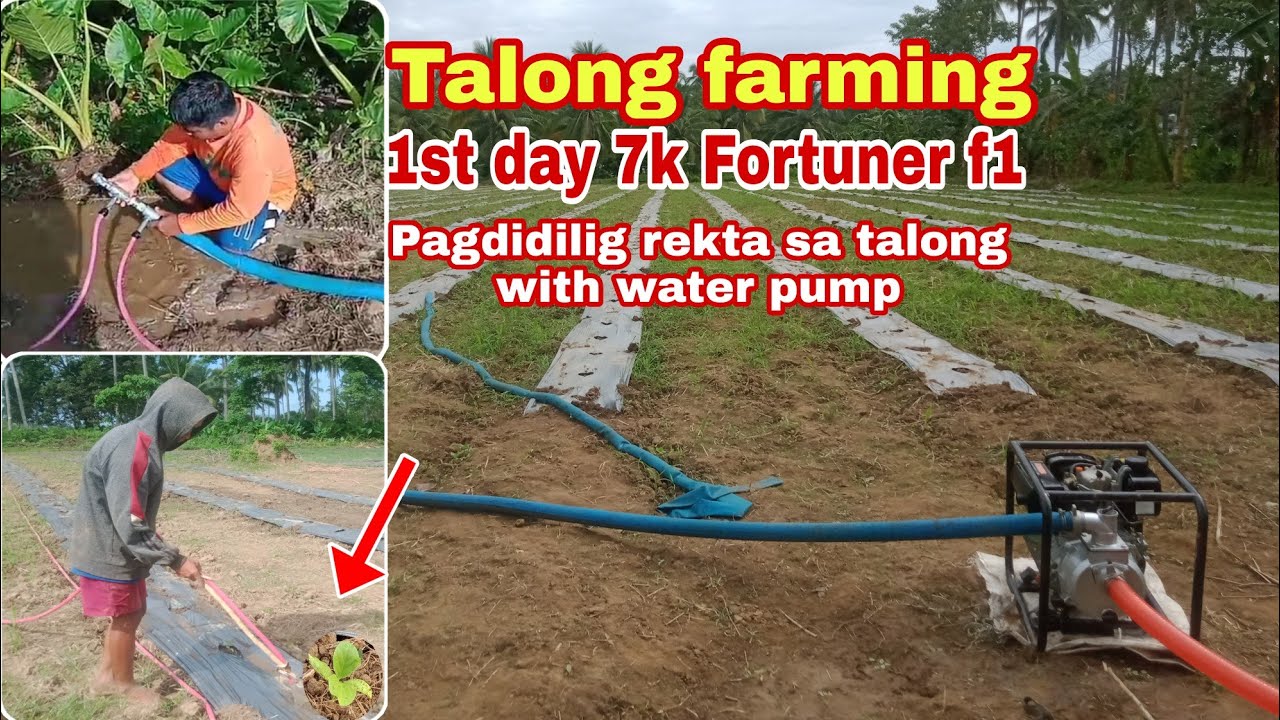 Talong farming # Pagdidilig rekta sa talong with water pump - YouTube