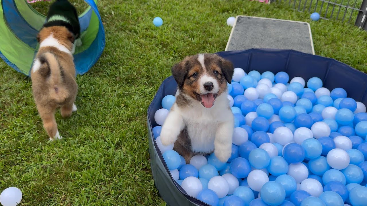 Puppy Ball Pit Compilation - YouTube