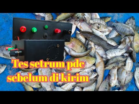 Tes setrum ikan pdc sebelum di kirim ke pembeli - YouTube