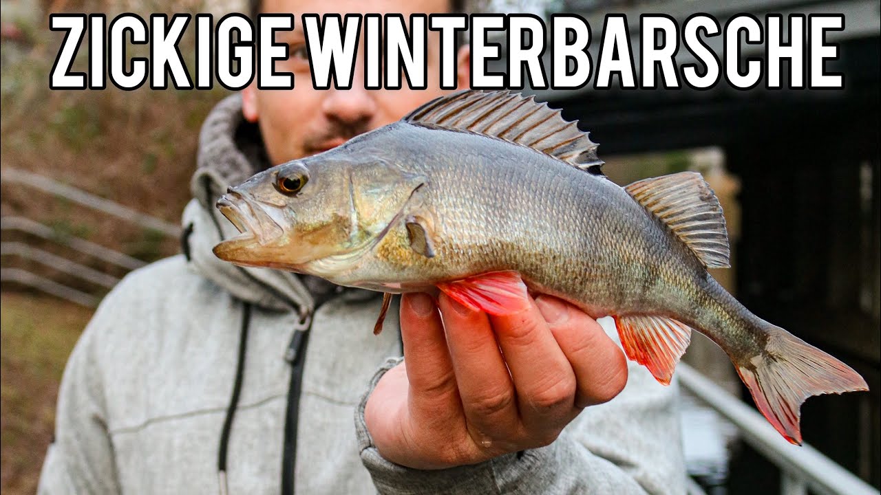 Winterbarsche Was machen wenn sie zickig sind?| Streetstyle Fishing ...