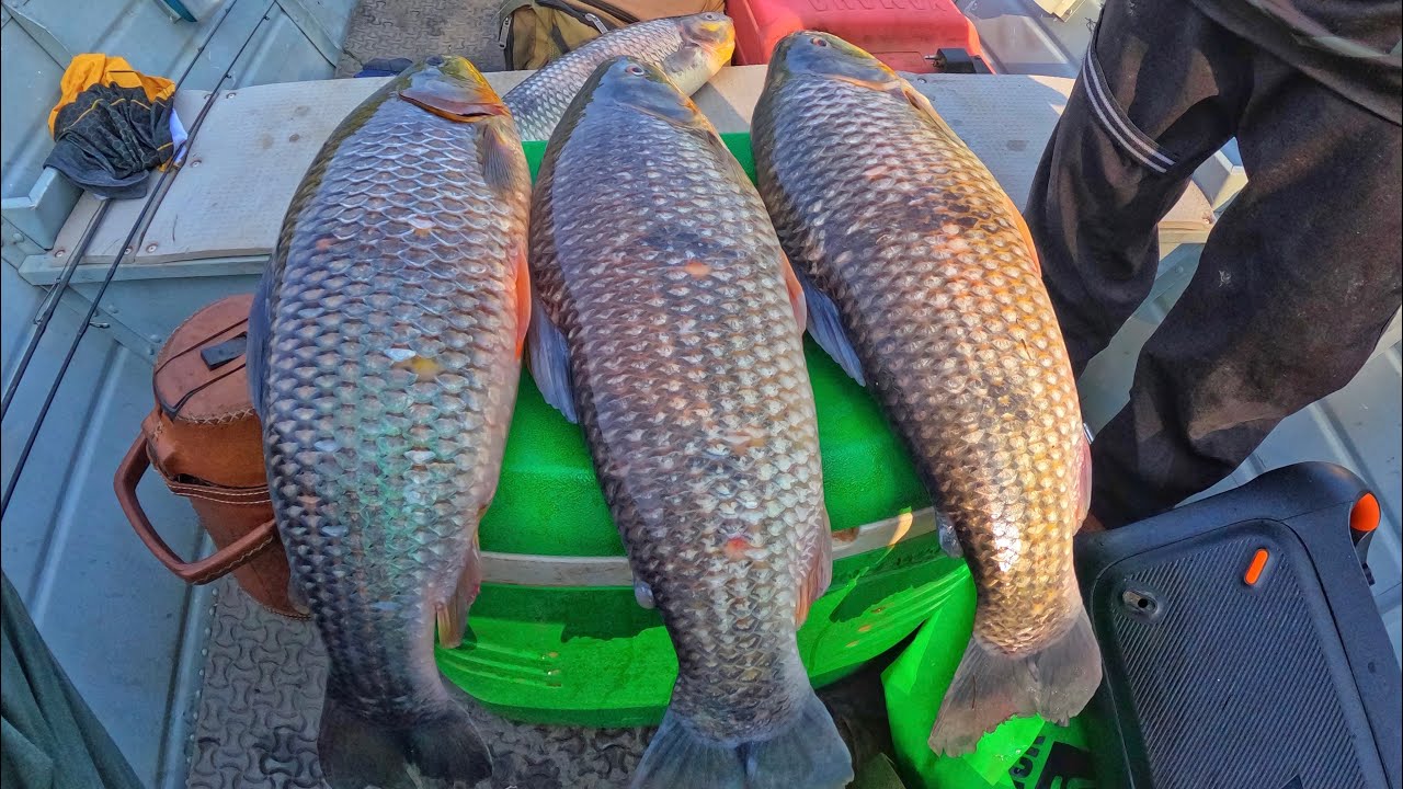 O GUIA DE PESCA NOS LEVOU NA CEVA DELE E PEGAMOS MUITOS PEIXES. Rio ...