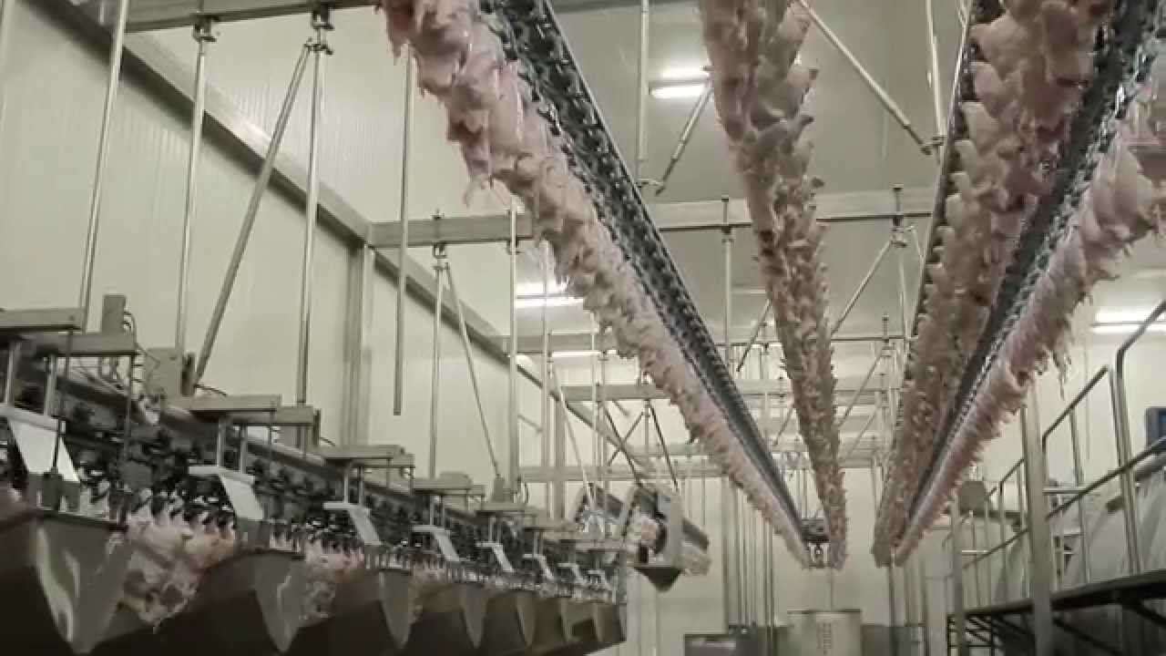 CAMPOLLO S.A Vídeo Institucional 2014 - YouTube