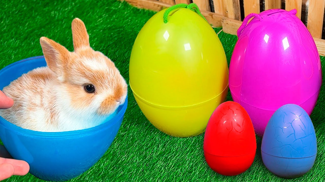 Surprise Rainbow Eggs with Cute Bunnies - YouTube