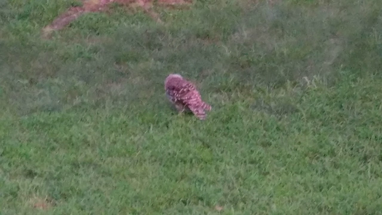 Fred hunting eating in yard and flying to house - YouTube