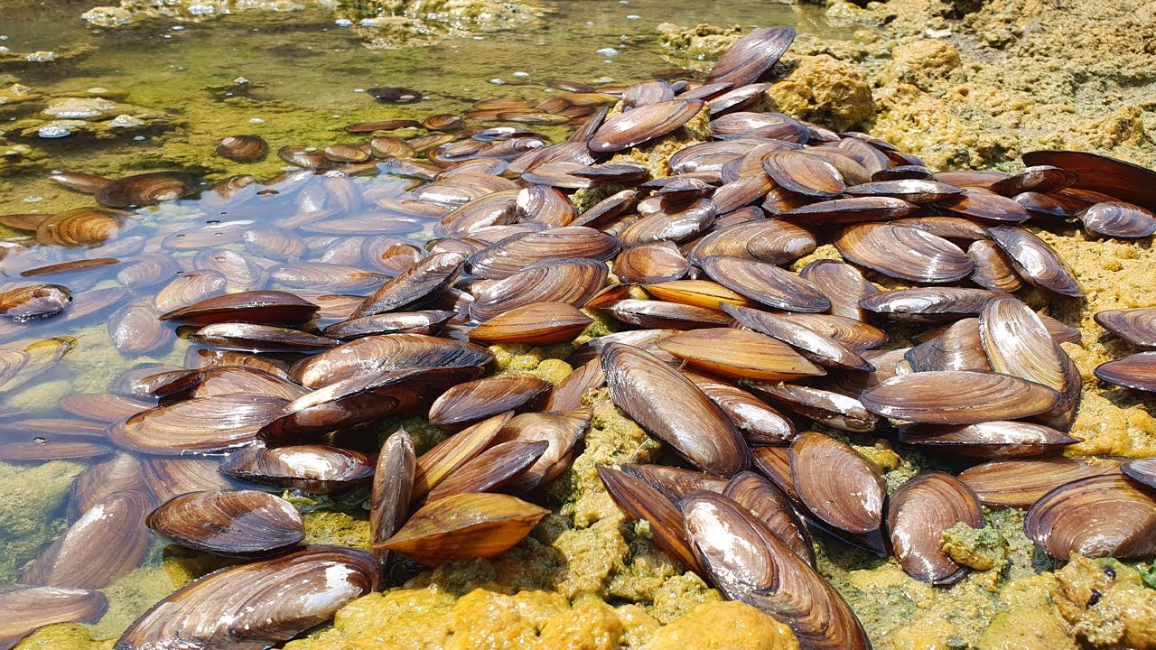 Dig clams on the beach, boy rushed to the sea and was full of joy when ...