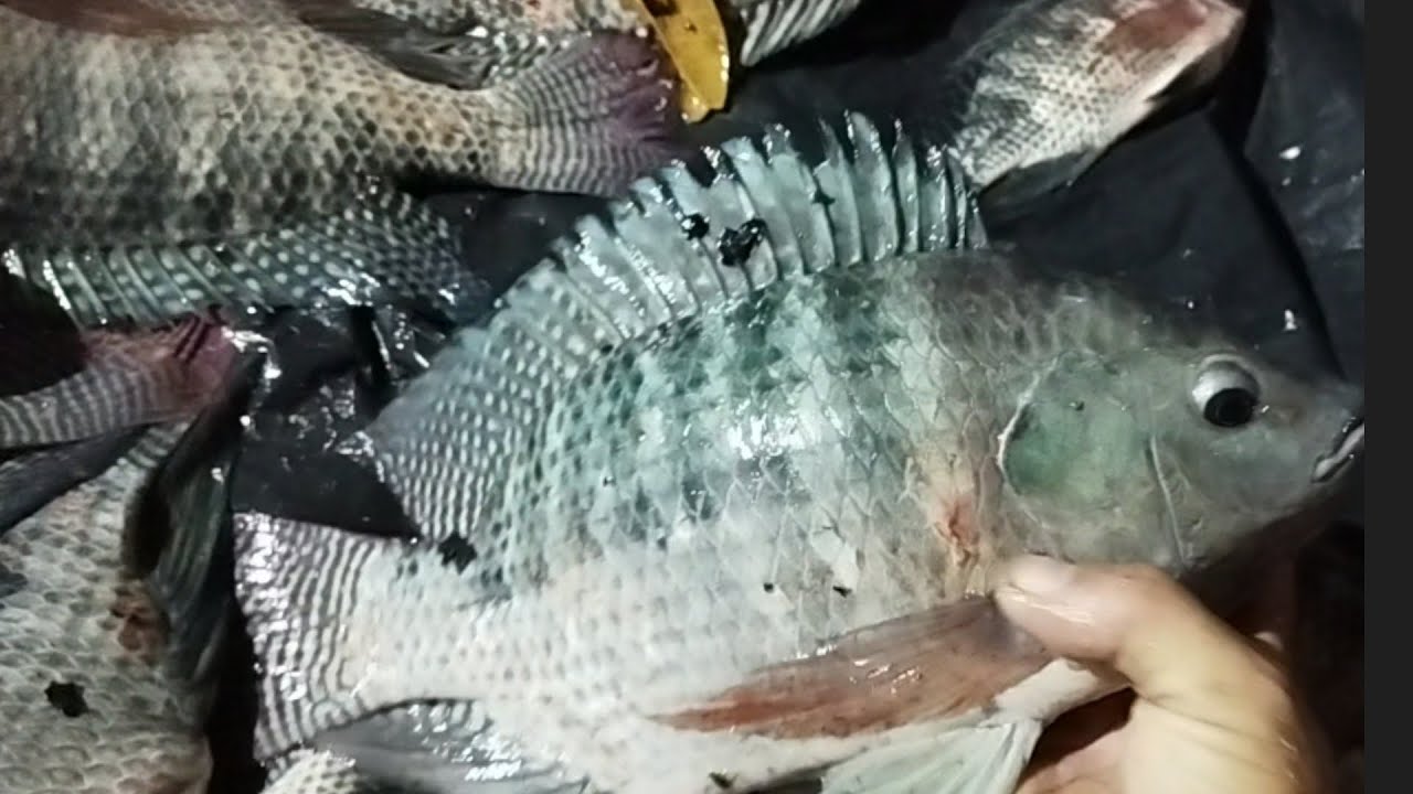 ( @TUDODEPESCA )peixes de água doce invadem água salgada.freshwater ...
