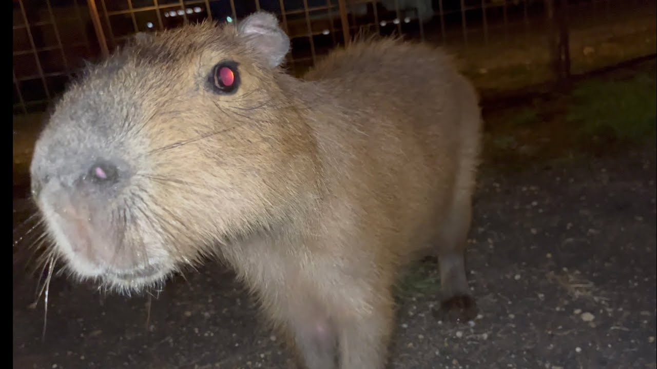 How to Survive a Capybara Attack - YouTube