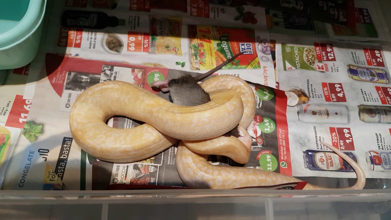 Baby albino granite burmese python eat a small rat - YouTube
