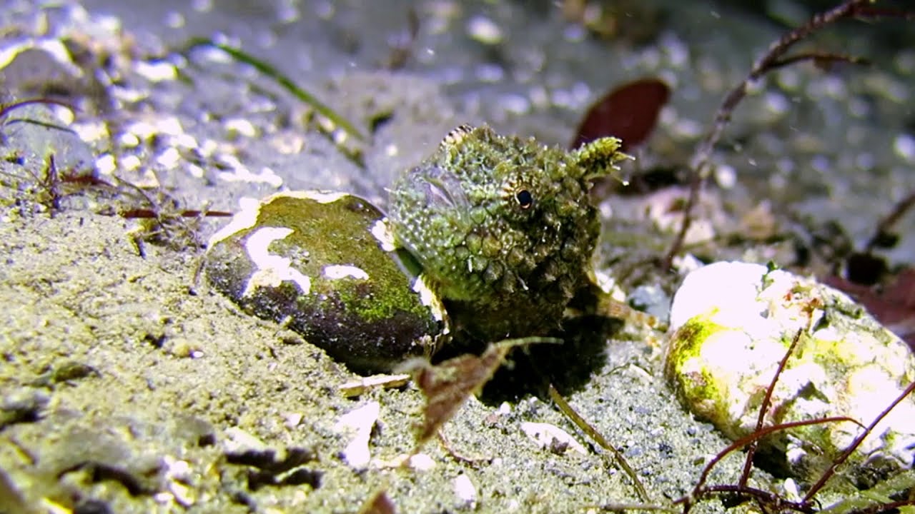 Hunting the Pacific Spiny Lumpsucker 1-11-21 - YouTube