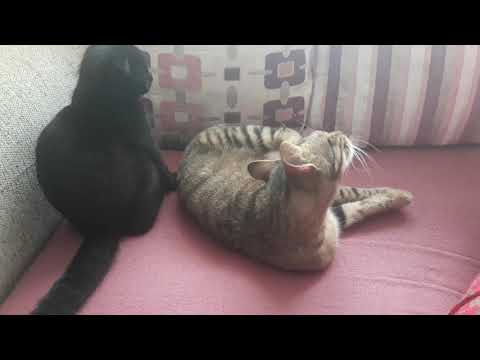 Kedi küstüm barışmam diyor