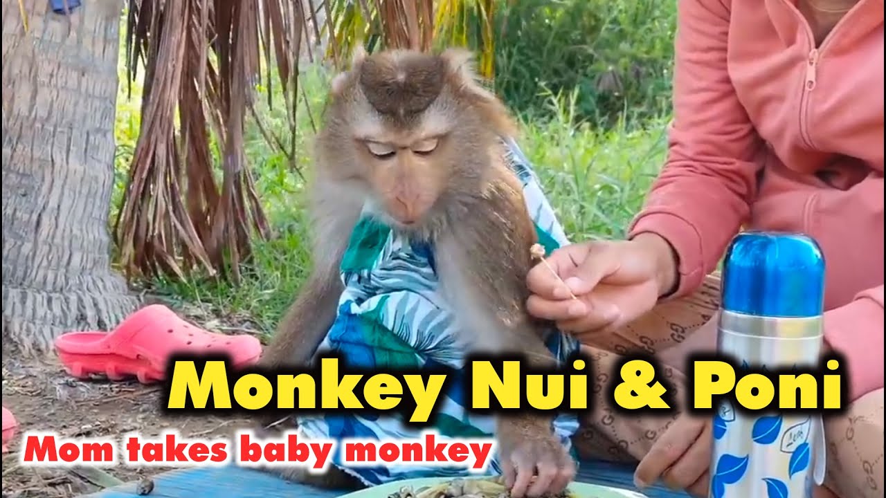Mom takes baby monkey to eat and cook delicious food for her - YouTube