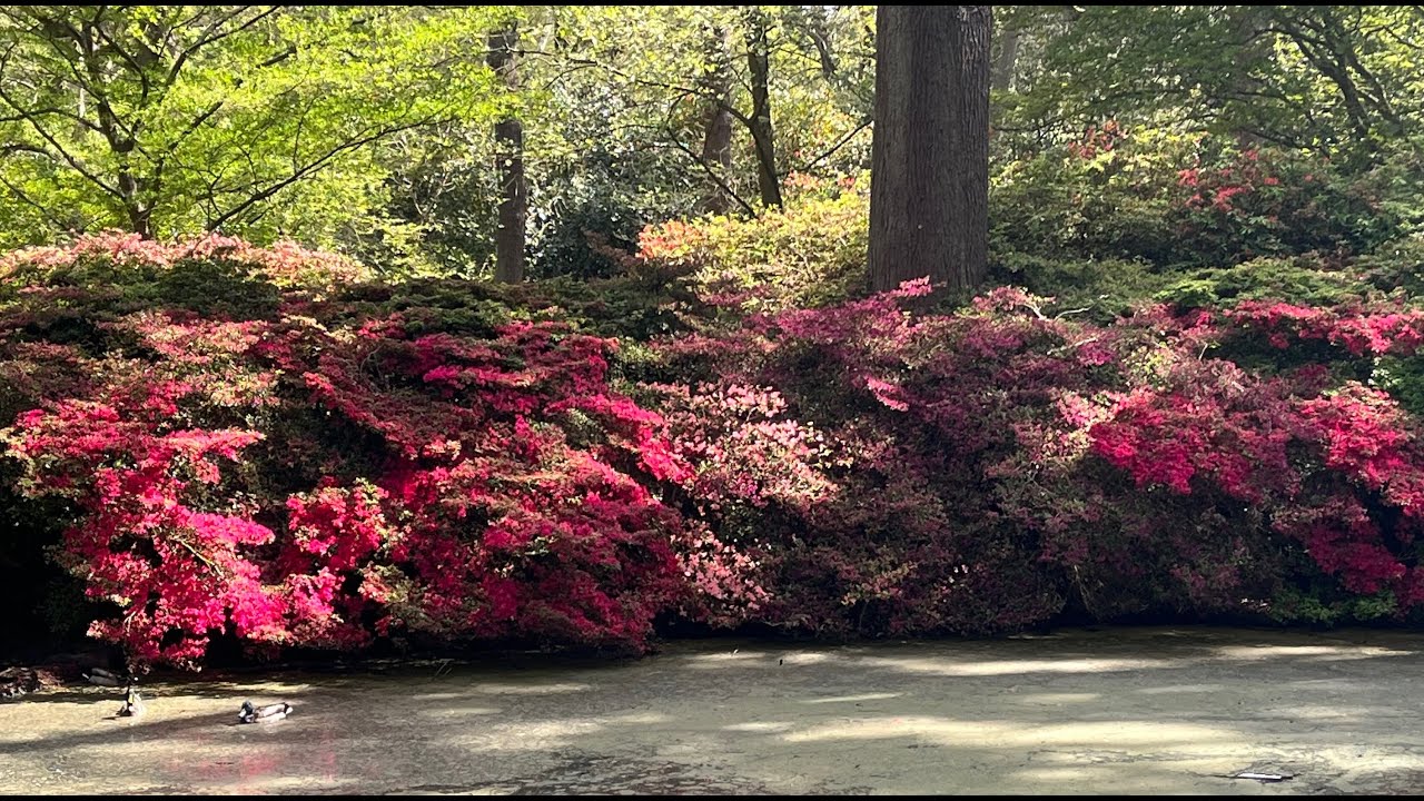 伦敦里士满公园五月中的杜鹃花（Azaleas in Isabella Plantation of Richmond Park London ...