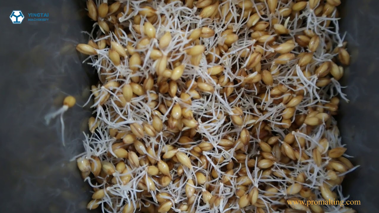 Micro Malting Test 4 - YouTube