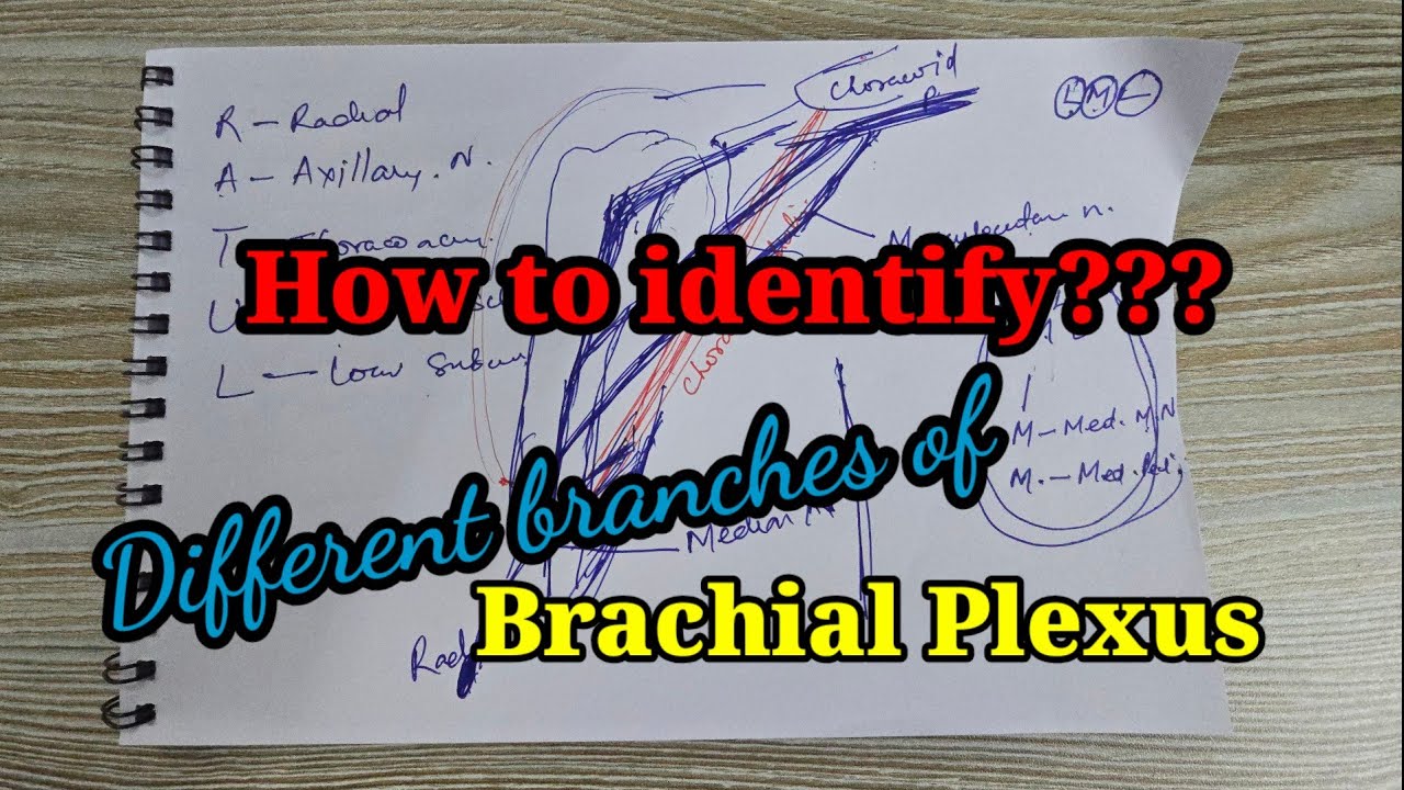 Brachial Plexus: Easy way to identify different branches - YouTube