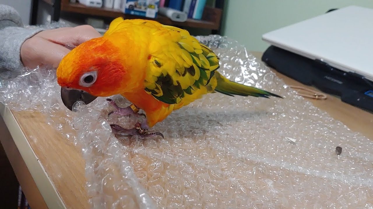 How parrots play with bubble wrap😁/ 앵무새가 뽁뽁이를 만나면??? - YouTube