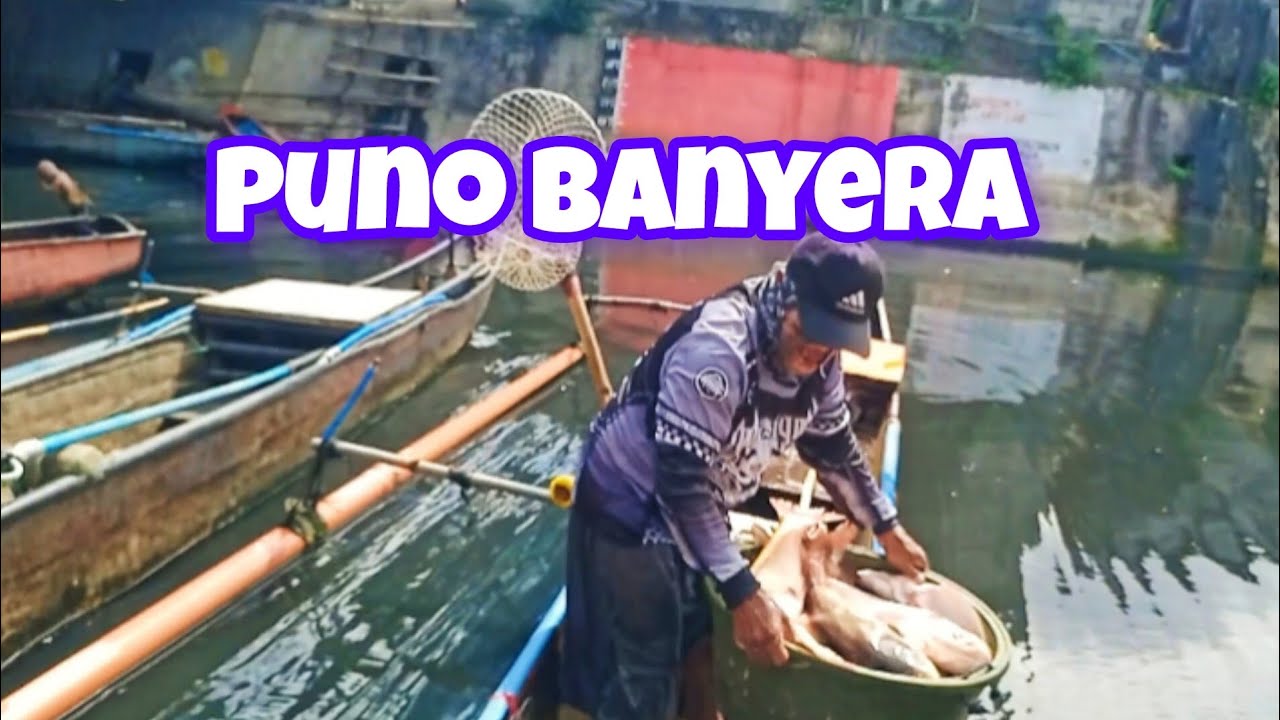 TAGHIRAP SILA NGAYUN SA TILAPIA - YouTube