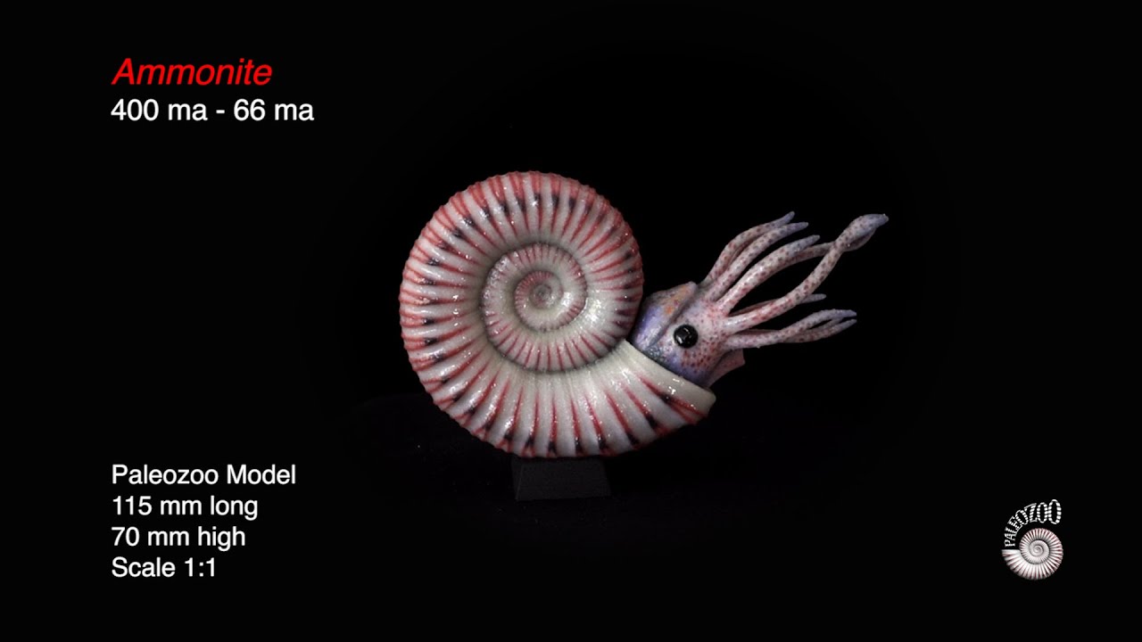 Ammonite model - YouTube