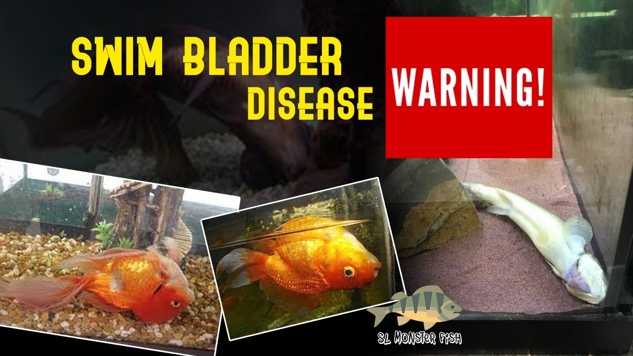 swim bladder disease - YouTube