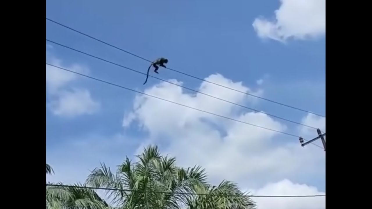 Monkey Gets Electric Shock From Utility Pole - YouTube