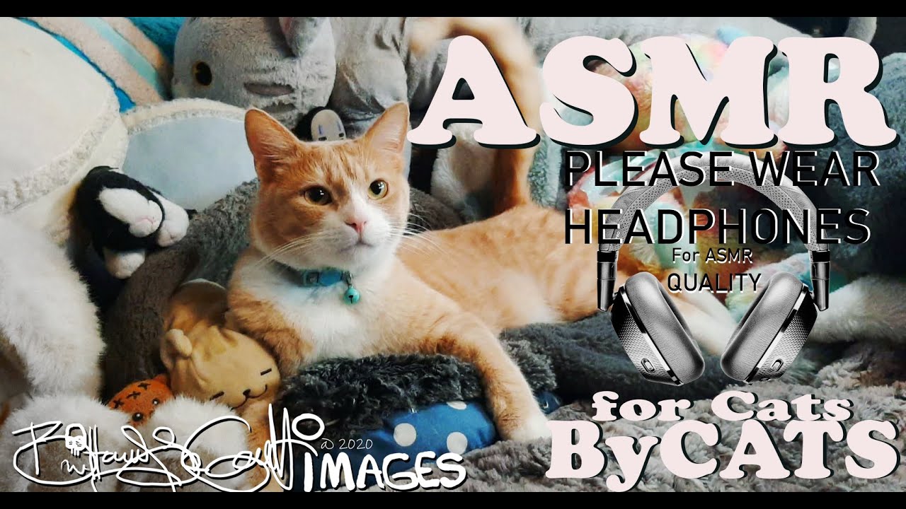 ASMR for CATS by Cats! best cat noises! purring & licking - YouTube