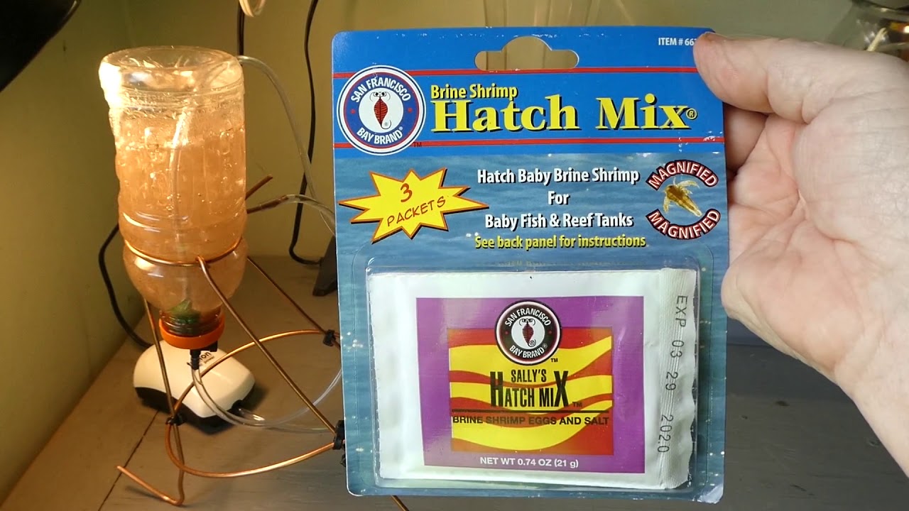My Brine Shrimp Hatchery And How I Grow Out My Brine Shrimp - YouTube