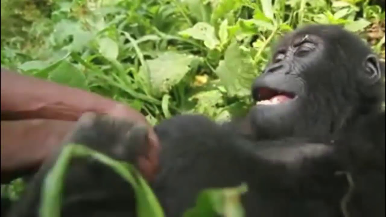 Laughing Gorilla - YouTube