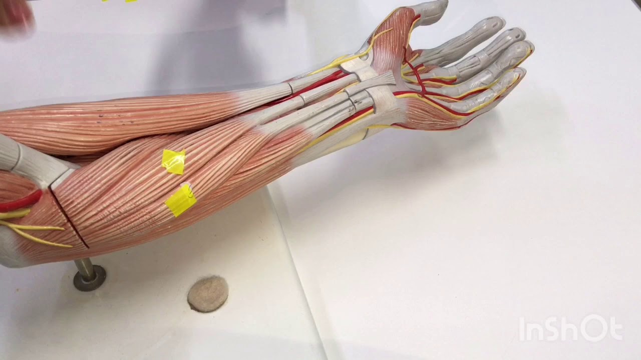 Anatomia Aplicada- Complexo do Punho e Mão UNIEURO 2019.1 - YouTube