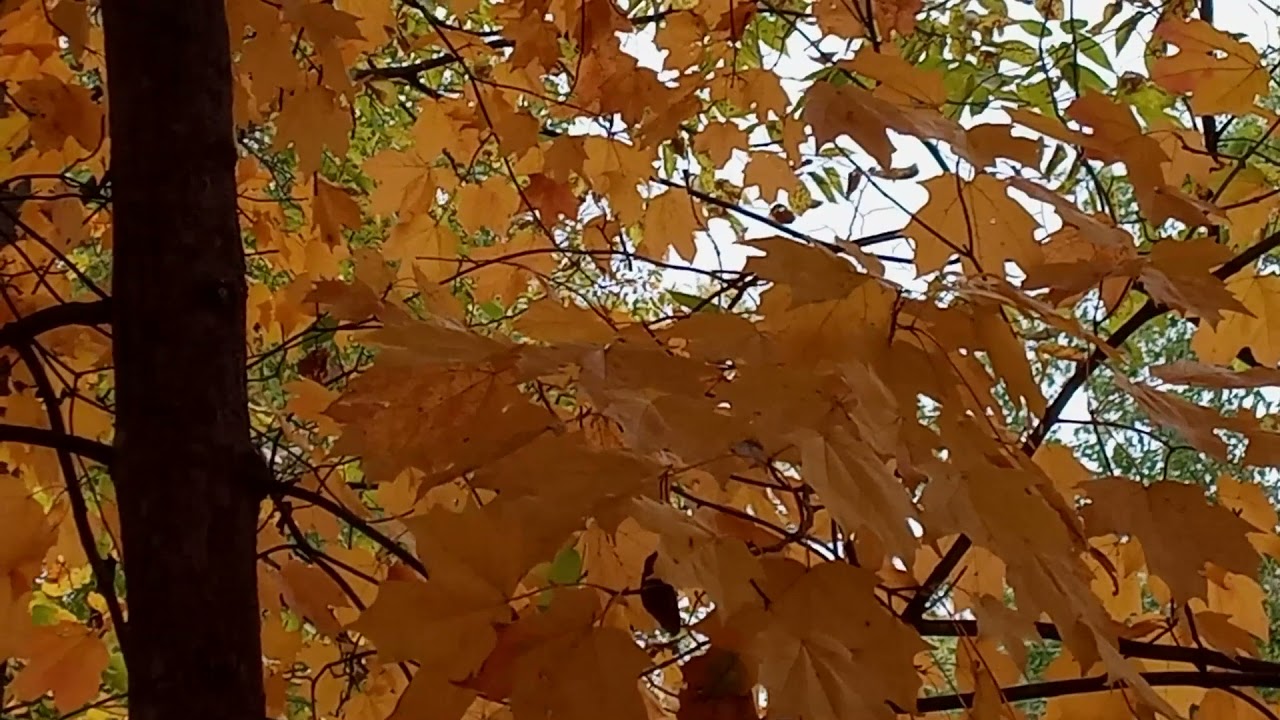 Fall Colors Thatcher Woods October 30, 2021 - YouTube