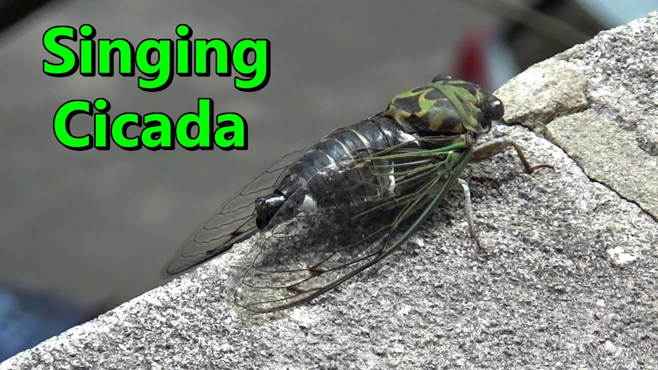 Cicada Close-Up Singing attracts another strange creature | Chicago ...