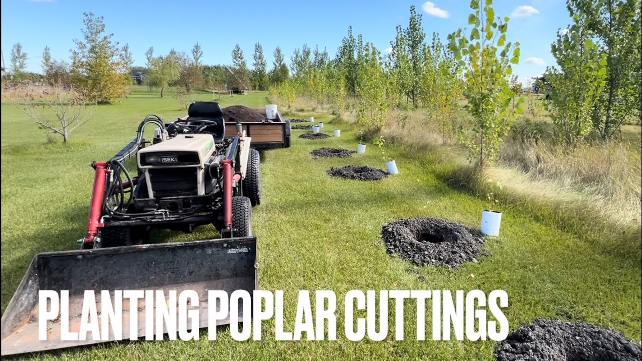 Planting poplar cuttings - YouTube