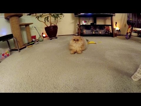 16 10 25 Short Short: Sahara's Nightly Performance