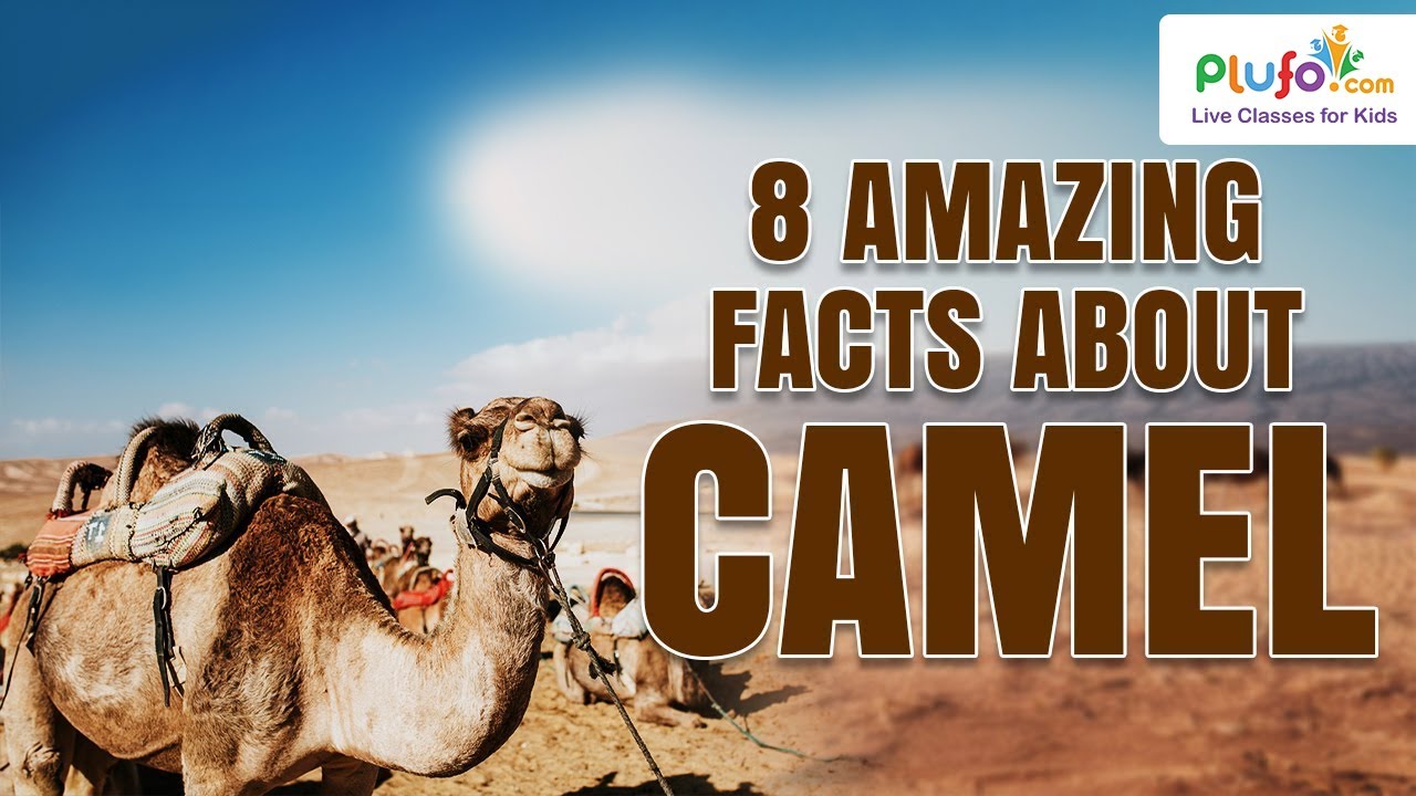 8 Amazing Facts About Camel | Interesting Facts | Educational Videos ...