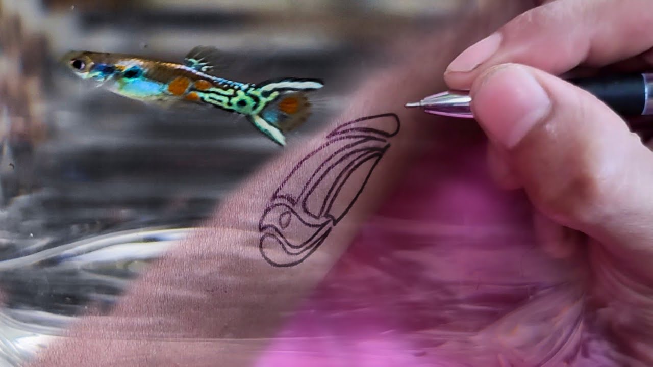 Guppy Fish Tattoo Design [ Temporary ] [ V : 27 ] - YouTube