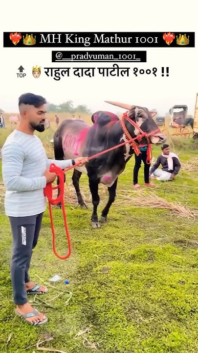 👑 ️‍🔥 MH King Mathur 1001 ️‍🔥👑 || 🔝🤴🏻Rahul Dada Patil 1001 😍 ️| #1001 #king #shorts #video - YouTube