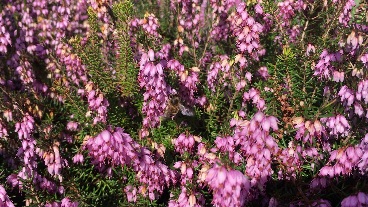 Spring bees on the Heather - YouTube