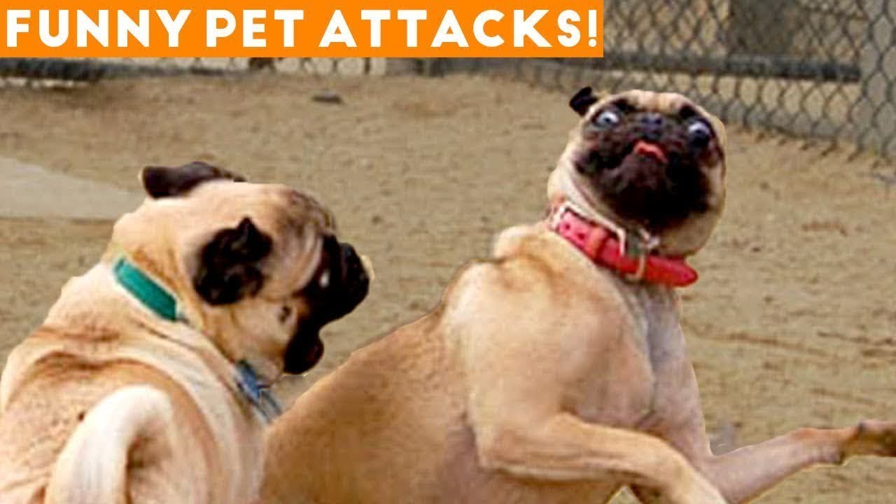 Pets TV Funniest Animal Attacks Compilation March 2018 Funny Pet Videos ...