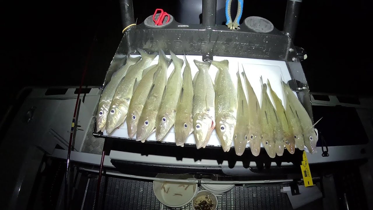 Fishing for Summer Whiting in Moreton Bay, Feb 2026 #fishing #whiting # ...