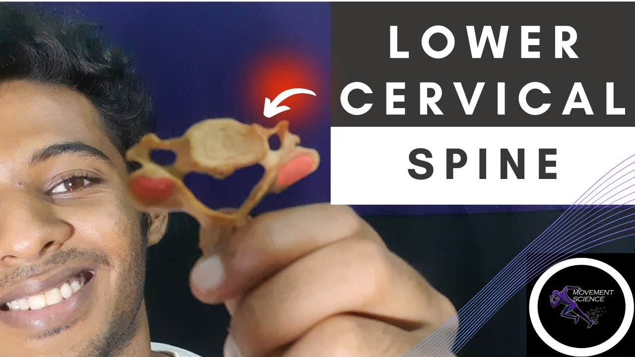 LOWER CERVICAL SPINE(BIOMECHANICS OF SPINE)Physiotherapy Tutorial - YouTube