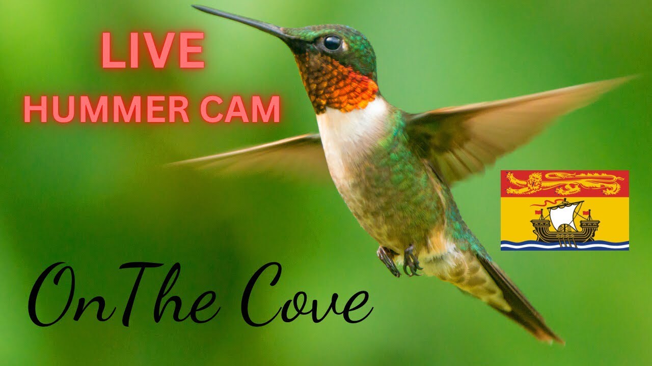 LIVE Hummingbird Feeder Cam Stream on The Cove - New Brunswick, Canada ...
