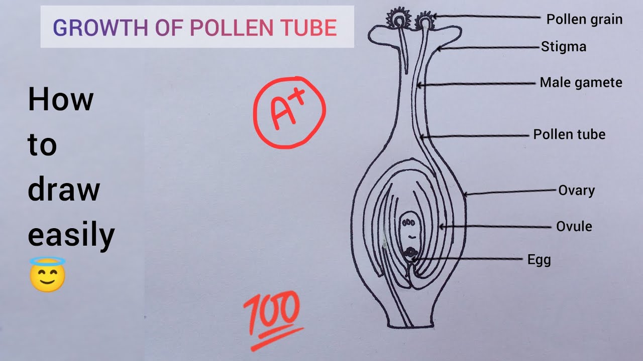 How to draw a germination of Pollen on stigma | L.S of a flower showing ...