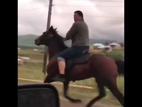 Yorga Atlar Xan (Gence) Maraqli Videolari gonderin: 👉WhatsApp +79266206463